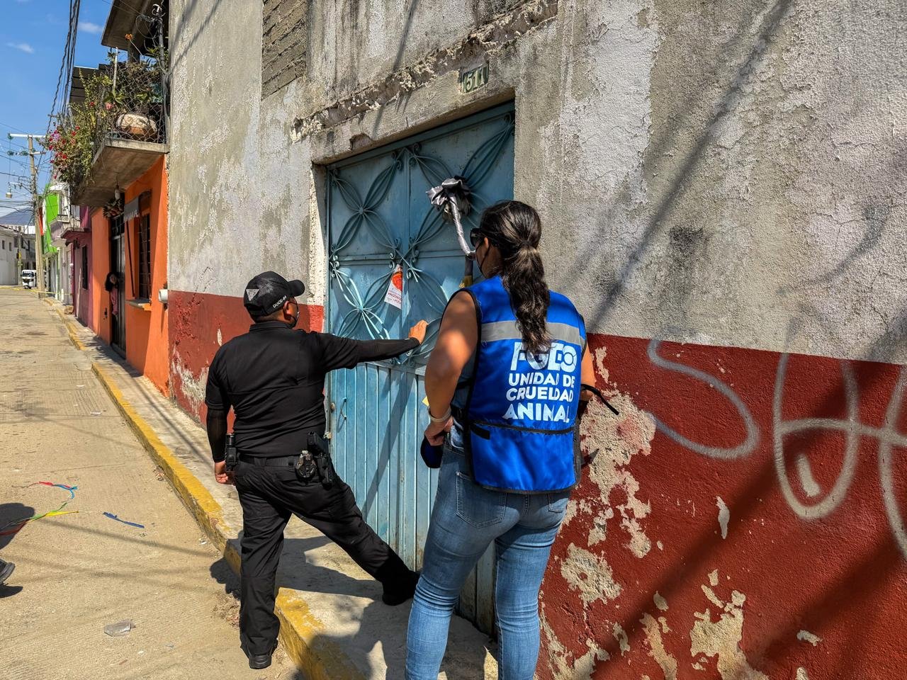 𝗖𝗮𝘁𝗲𝗼 𝗶𝗻é𝗱𝗶𝘁𝗼 𝗲𝗻 𝗢𝗮𝘅𝗮𝗰𝗮: 𝗿𝗲𝘀𝗰𝗮𝘁𝗮𝗻 𝗮 𝗱𝗼𝘀 𝗽𝗲𝗿𝗿𝗶𝘁𝗼𝘀 𝗮𝗯𝗮𝗻𝗱𝗼𝗻𝗮𝗱𝗼𝘀 | La ...